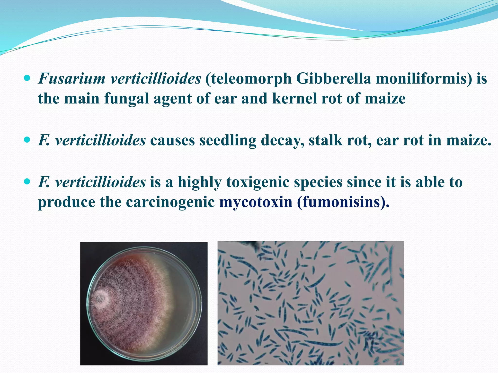 Outbreak of Fusarium ear rot on Maize in Thailand | PDF