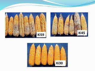Outbreak of Fusarium ear rot on Maize in Thailand | PDF
