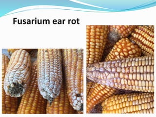 Outbreak of Fusarium ear rot on Maize in Thailand | PPT