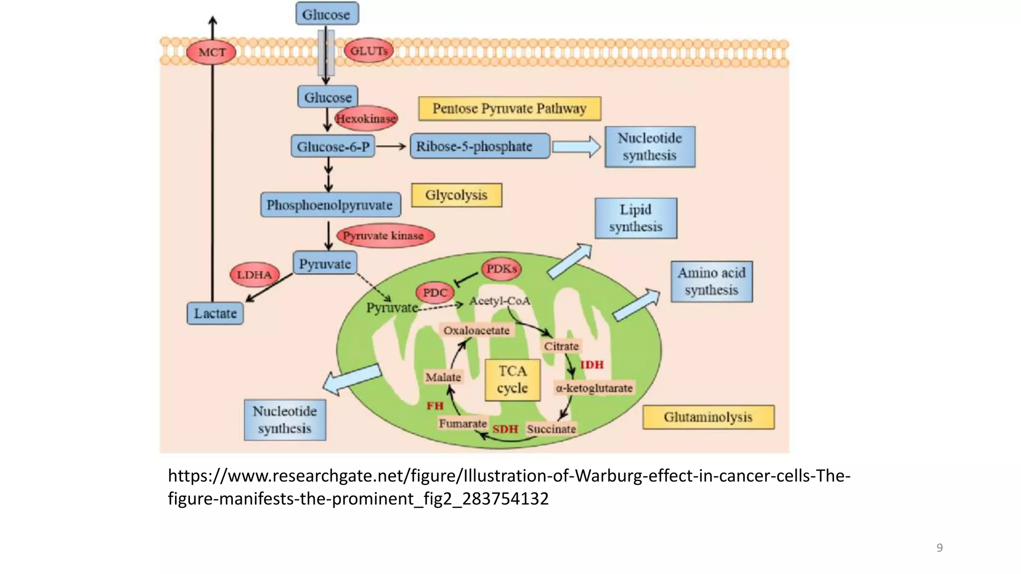 Warburg effect in cancer | PPTX