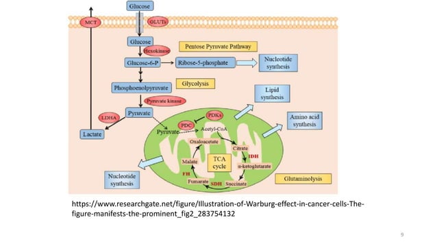 Warburg effect in cancer | PPTX