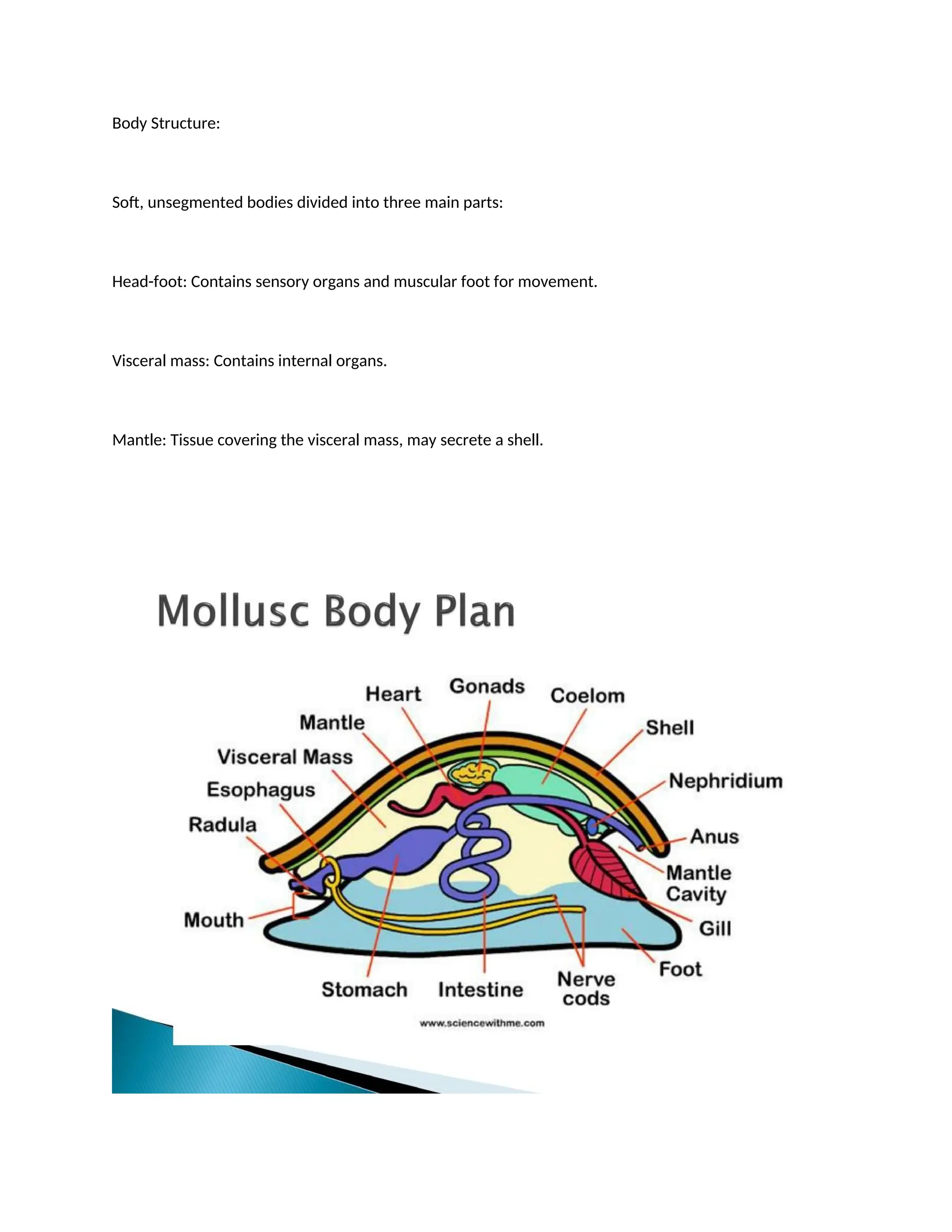 warda Slides of Zoology Phylum Mollusca An Overview of Molluscan Diversity | PDF
