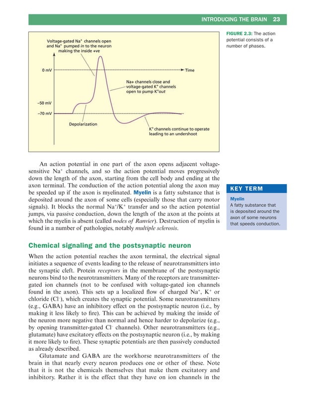 Ward, J. (2020). The Student's Guide to Cognitive Neuroscience.pdf | Educational Assessment ...