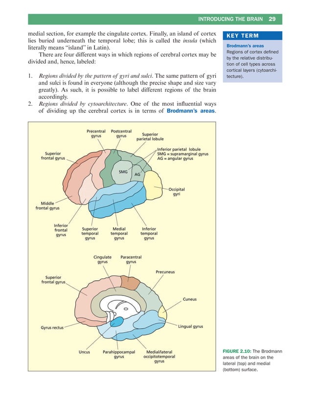 Ward, J. (2020). The Student's Guide to Cognitive Neuroscience.pdf | Educational Assessment ...
