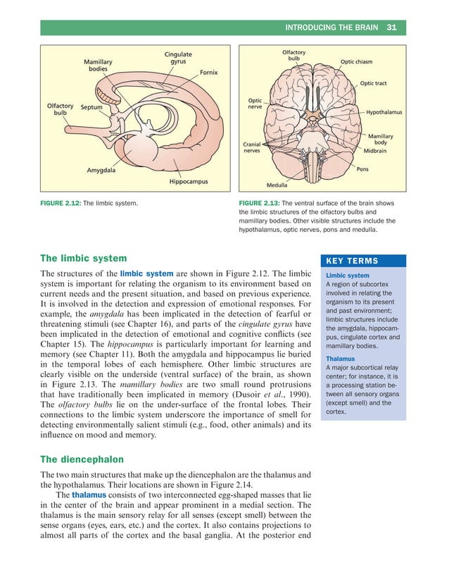 Ward, J. (2020). The Student's Guide to Cognitive Neuroscience.pdf | Educational Assessment ...