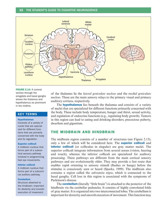 Ward, J. (2020). The Student's Guide to Cognitive Neuroscience.pdf | Educational Assessment ...