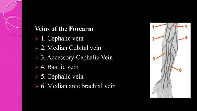 Ward procedures and preoperative care | PDF