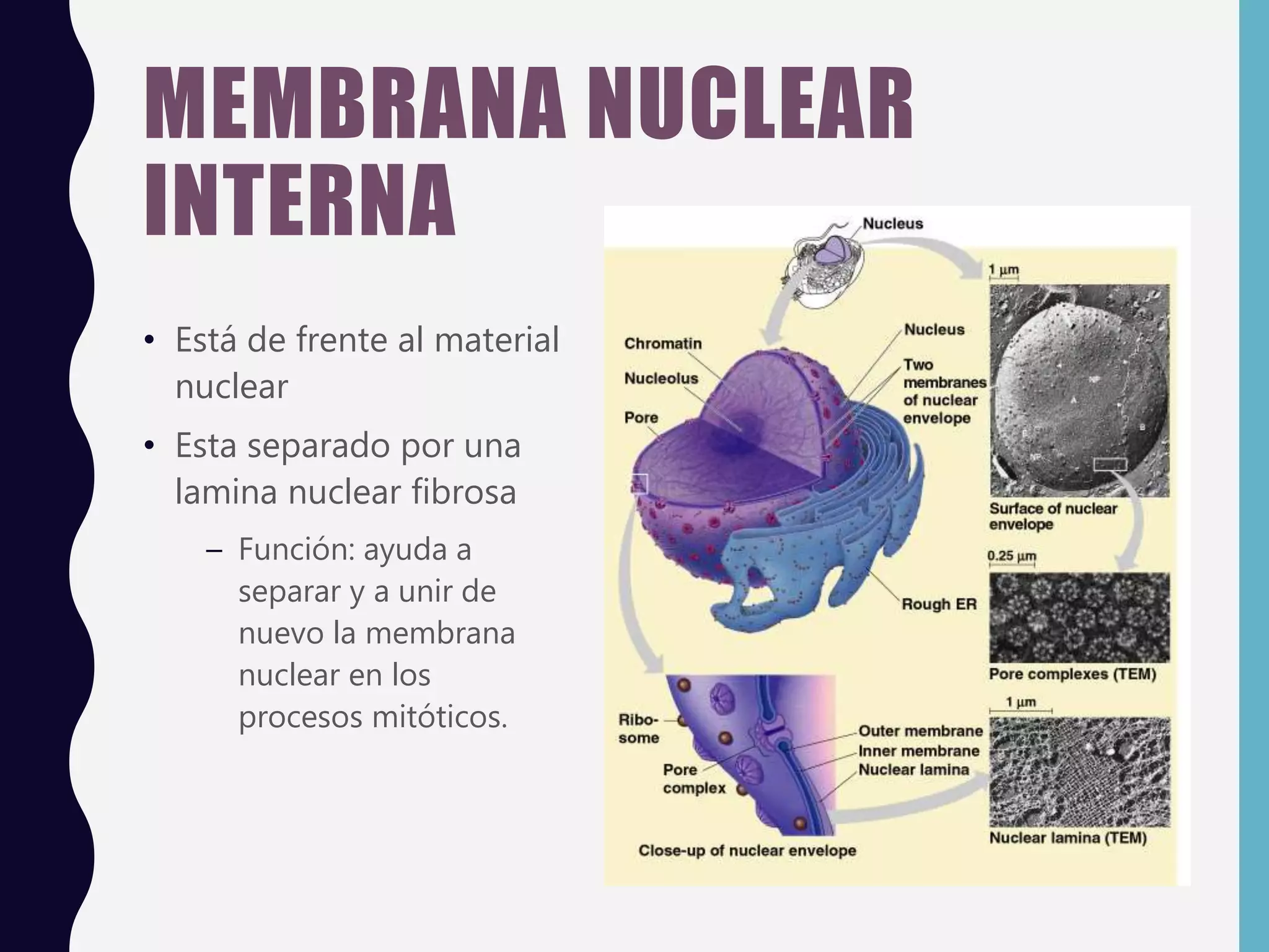 Características y funciones del núcleo | PPTX