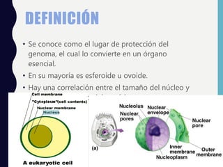 Características y funciones del núcleo | PPTX