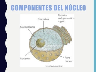 Características y funciones del núcleo | PPTX