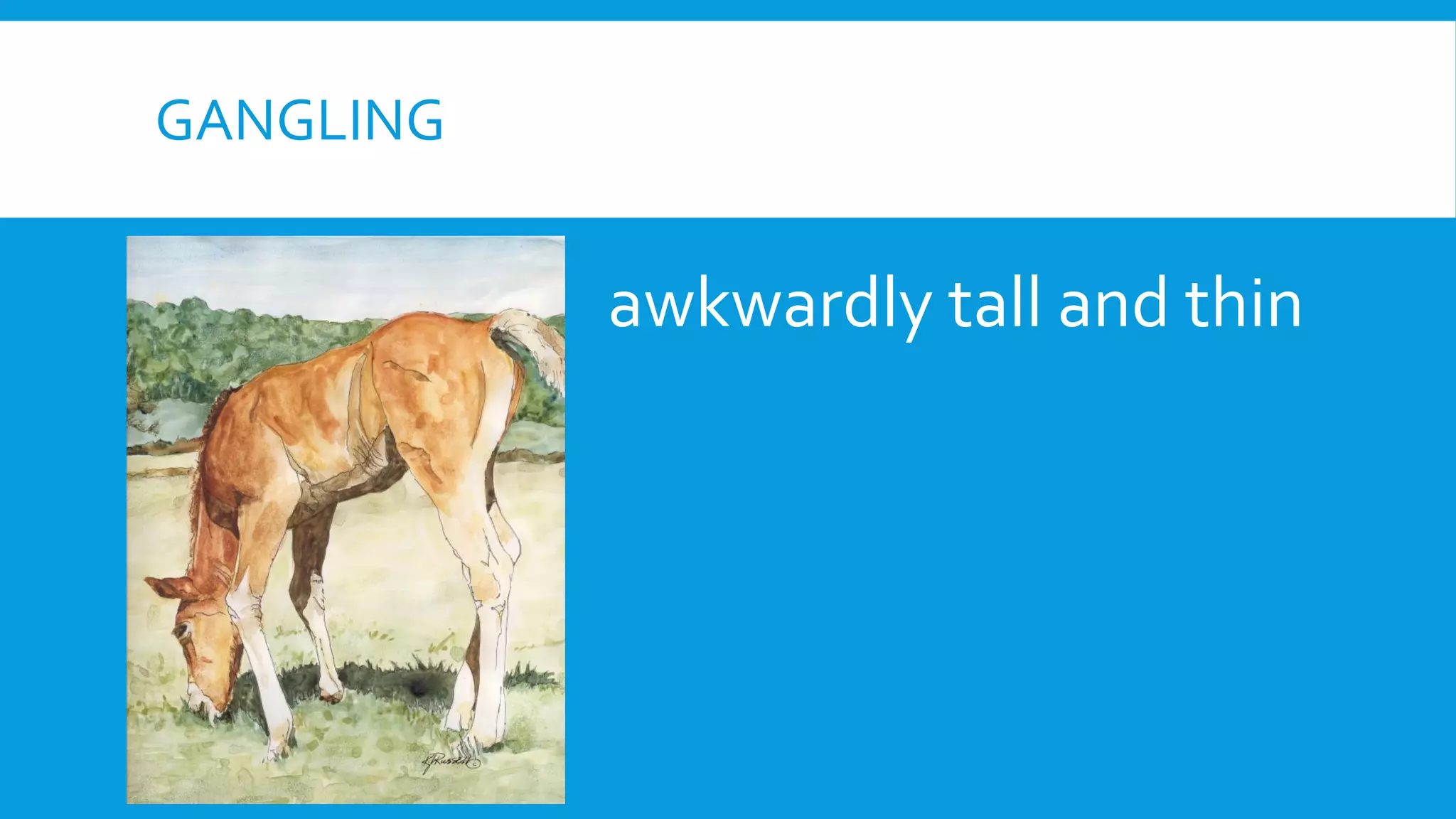 War horse vocab | PDF