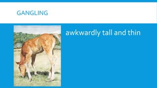 War horse vocab | PDF