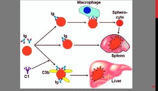 Warm and cold autoimmune hemolytic anemia | PDF