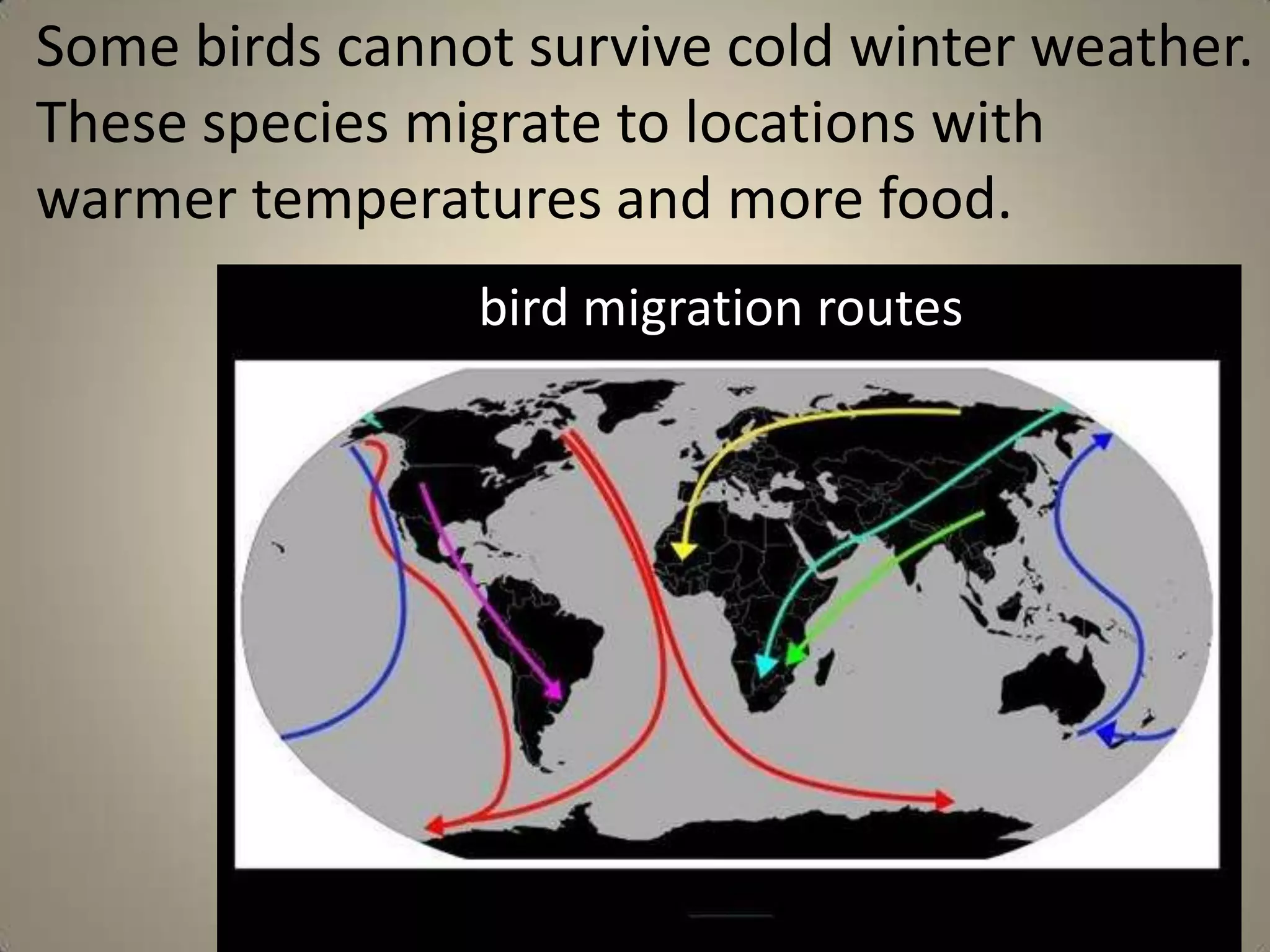 Warm and cold blooded animals (elem teach) | PPTX