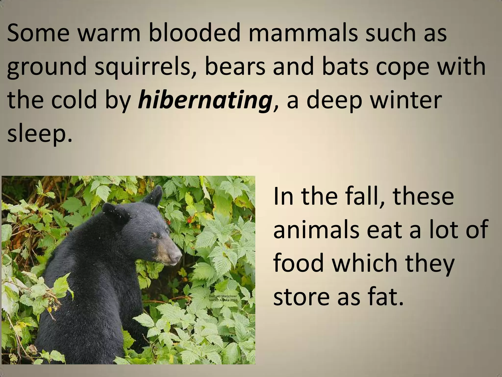 Warm and cold blooded animals (elem teach) | PPTX