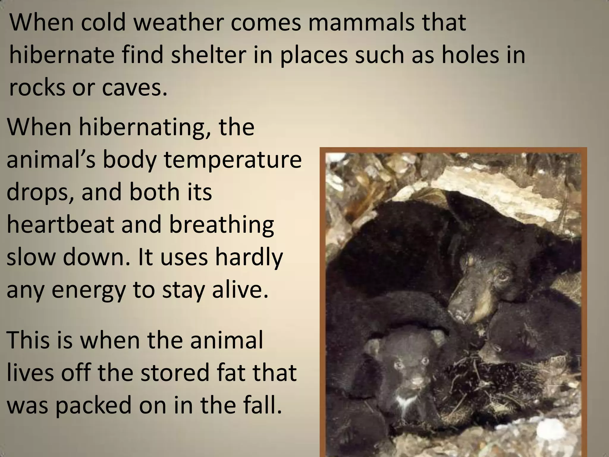 Warm and cold blooded animals (elem teach) | PPTX