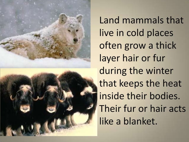 Warm and cold blooded animals (elem teach) | PPTX