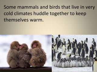 Warm and cold blooded animals (elem teach) | PPTX