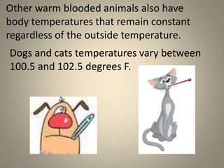 Warm and cold blooded animals (elem teach) | PPTX