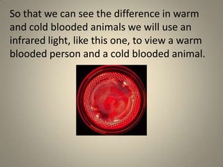 Red Cold Blooded Animals