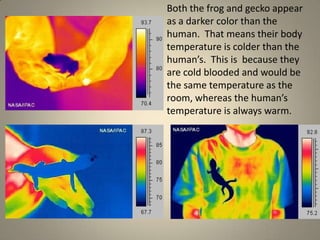 Are Humans Warm Blooded