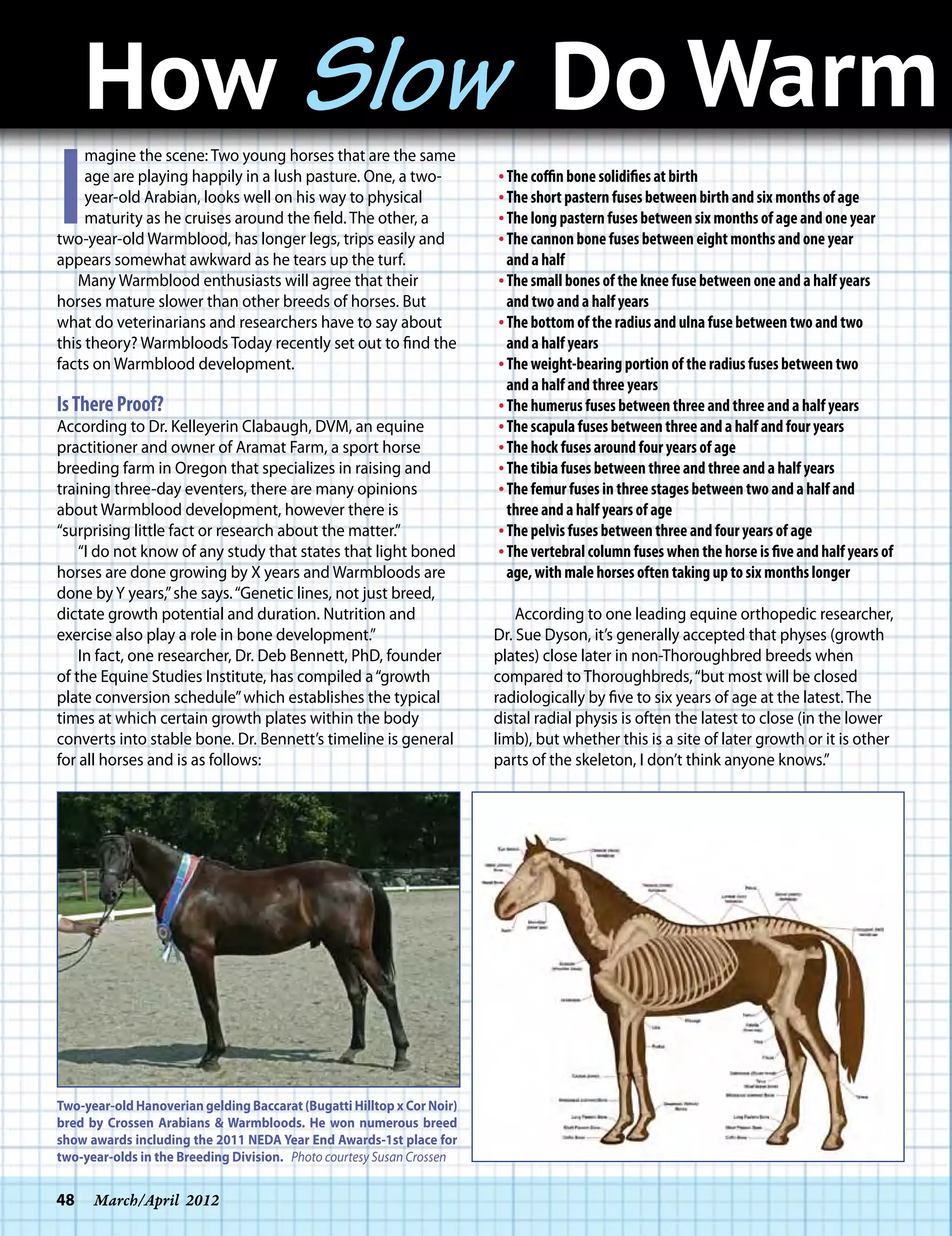 Warmbloods today article | PDF