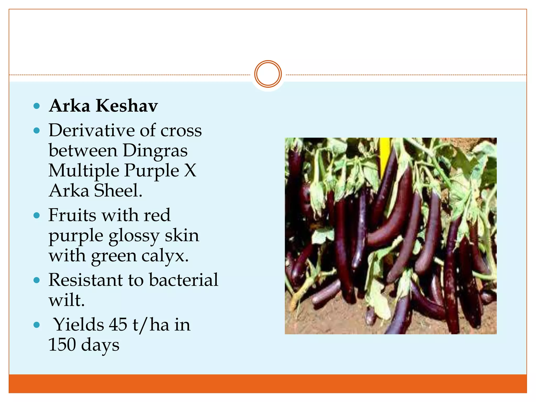 production technology of brinjal | PPTX