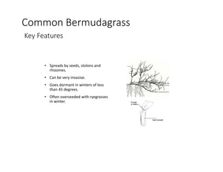 Warm Season Grasses | PDF
