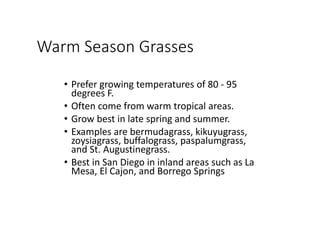 Warm Season Grasses | PDF