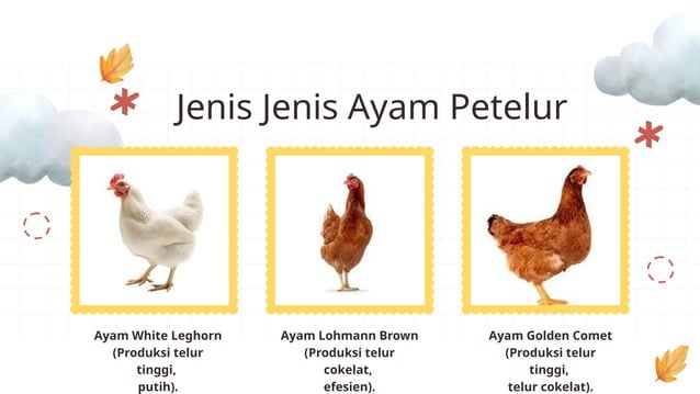 tugas kelompok budi daya ayam petelur bagaimana beternak ayam telur | PPTX