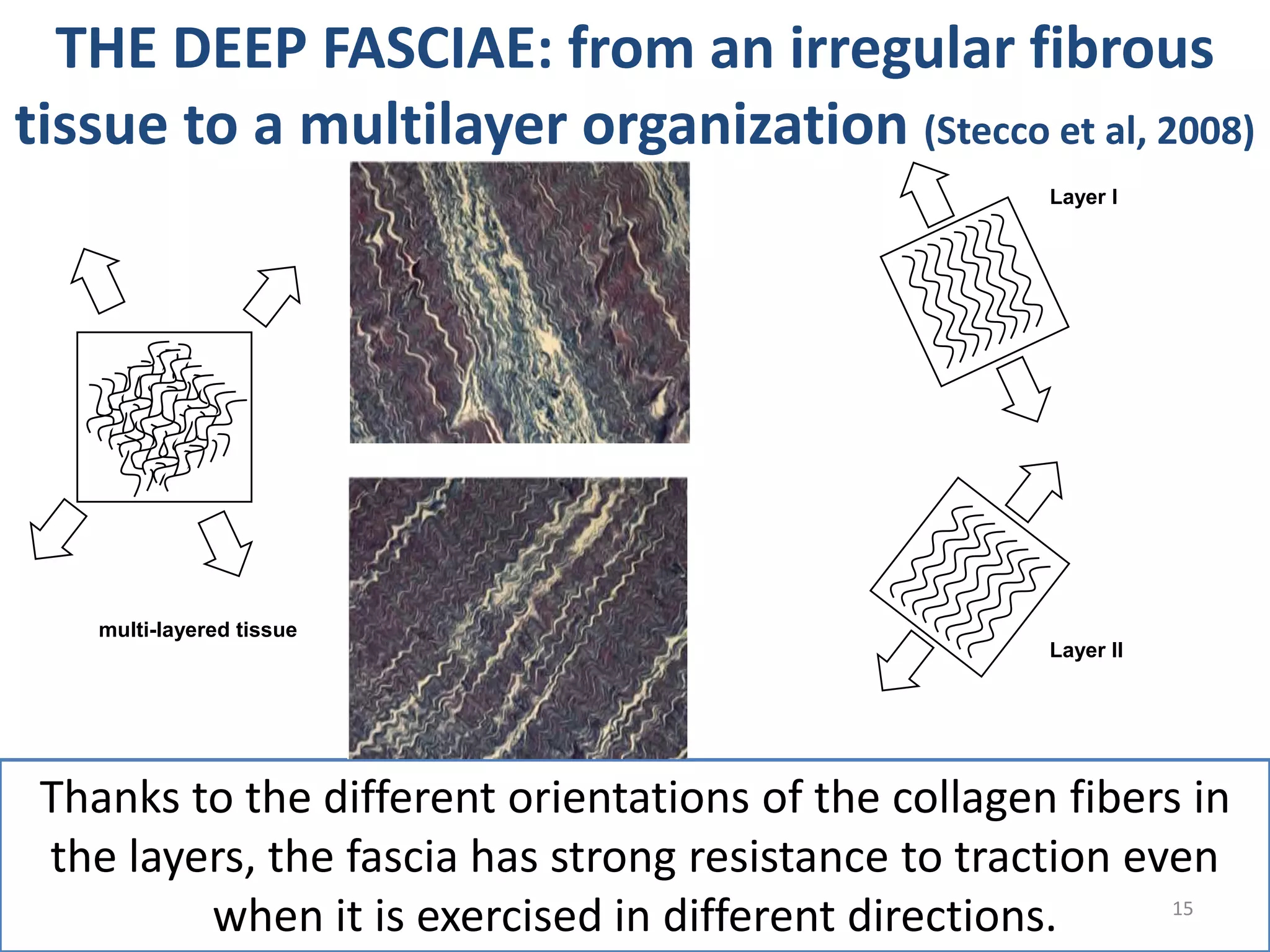 Fascial Manipulation - Warren I. Hammer | PPTX