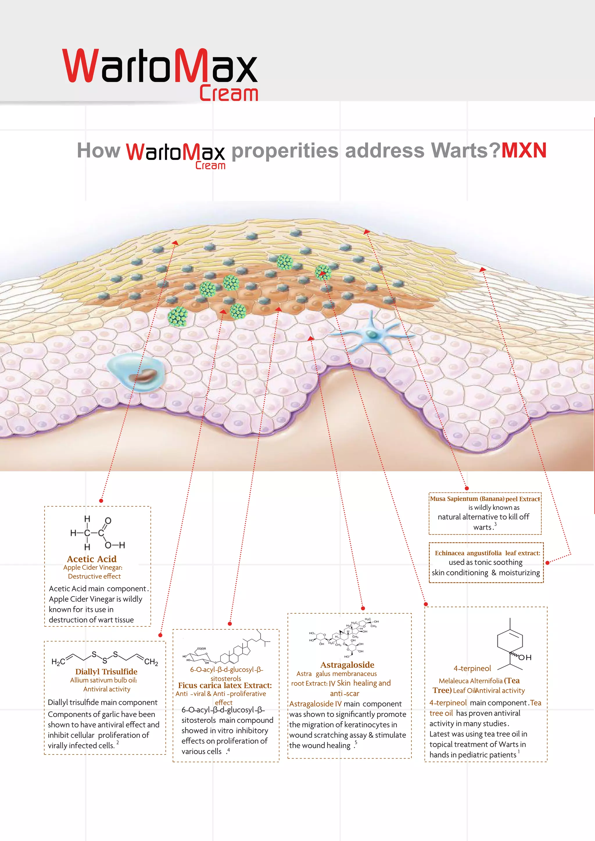Wartomax Cream bruchure | PDF