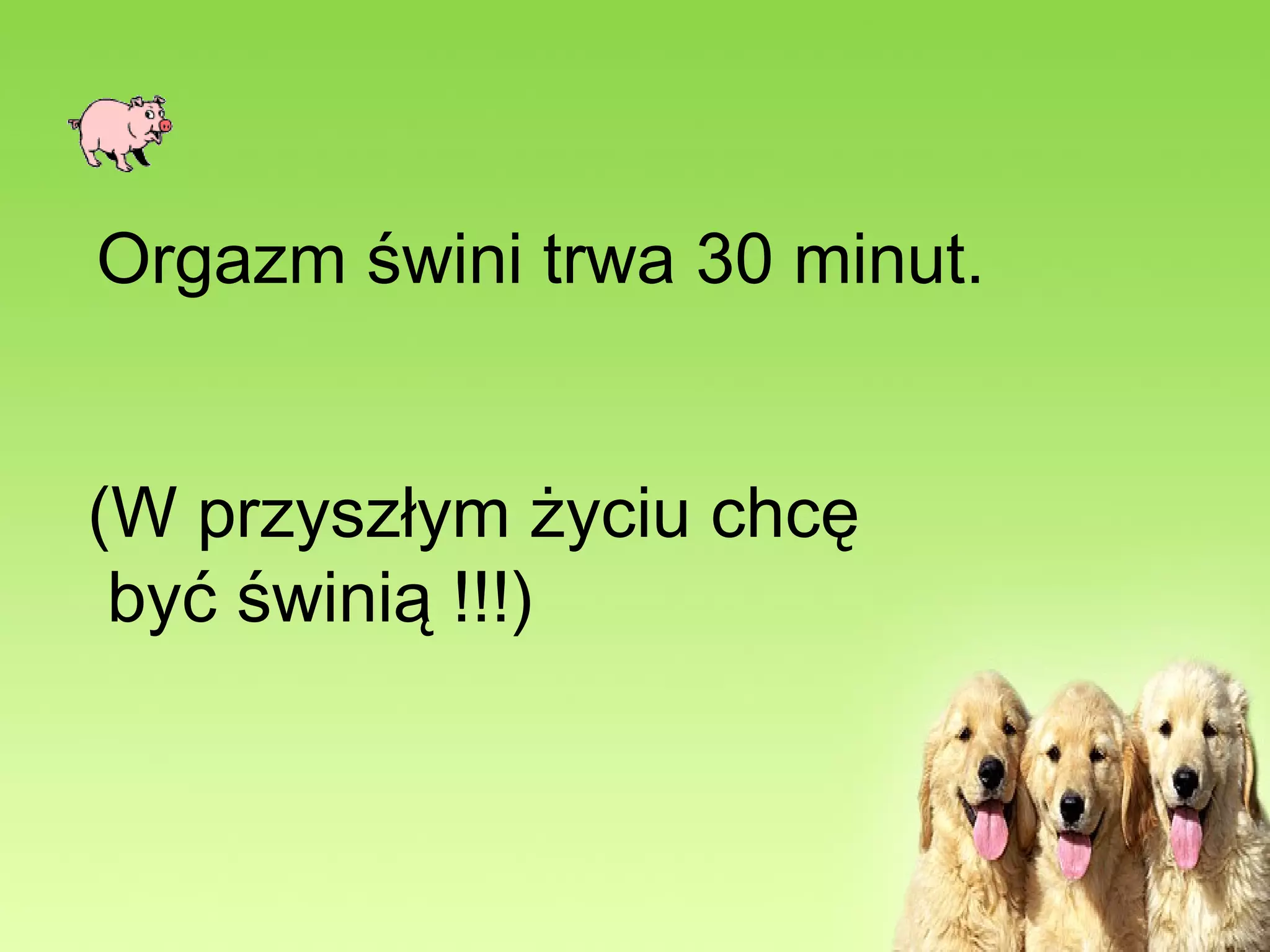Warto wiedziec. la | PPS | Pets