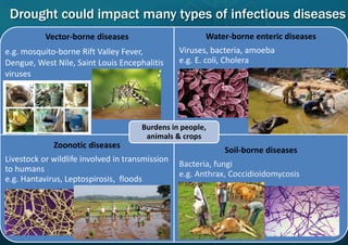Drought, infectious diseases and multiple stressors on vulnerable ...