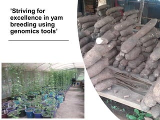 Striving for excellence in yam breeding using genomics tools | PPT
