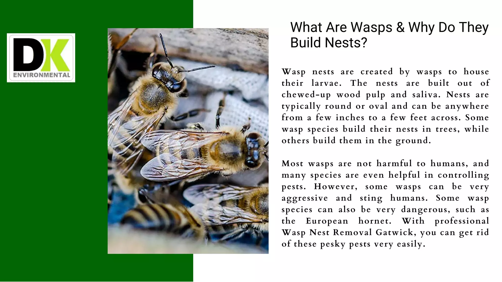 Wasp Nest Removal Gatwick Ppt