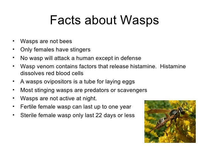 Wasps%20powerpoint[1]