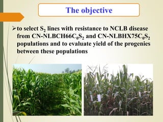 The development of two sweet corn populations resistance to northern ...