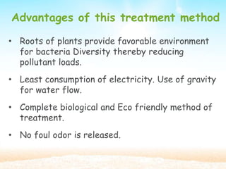 reed bed-root zone technology (wastewater treatment by using root zone ...