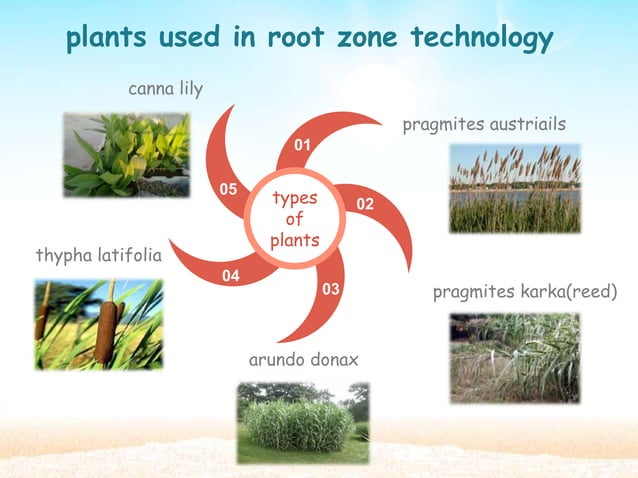 reed bed-root zone technology (wastewater treatment by using root zone ...
