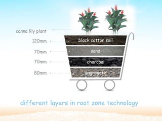 reed bed-root zone technology (wastewater treatment by using root zone ...