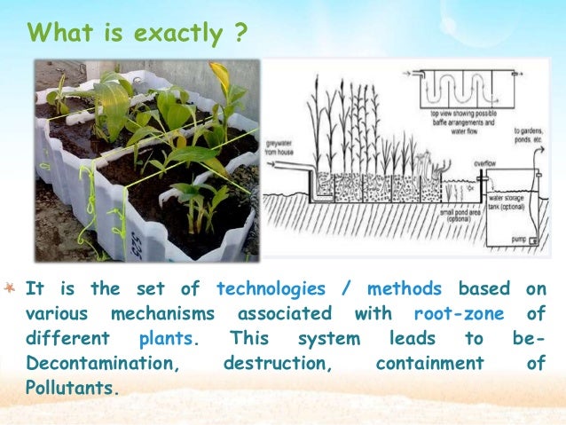 reed bed-root zone technology (wastewater treatment by using root zon…