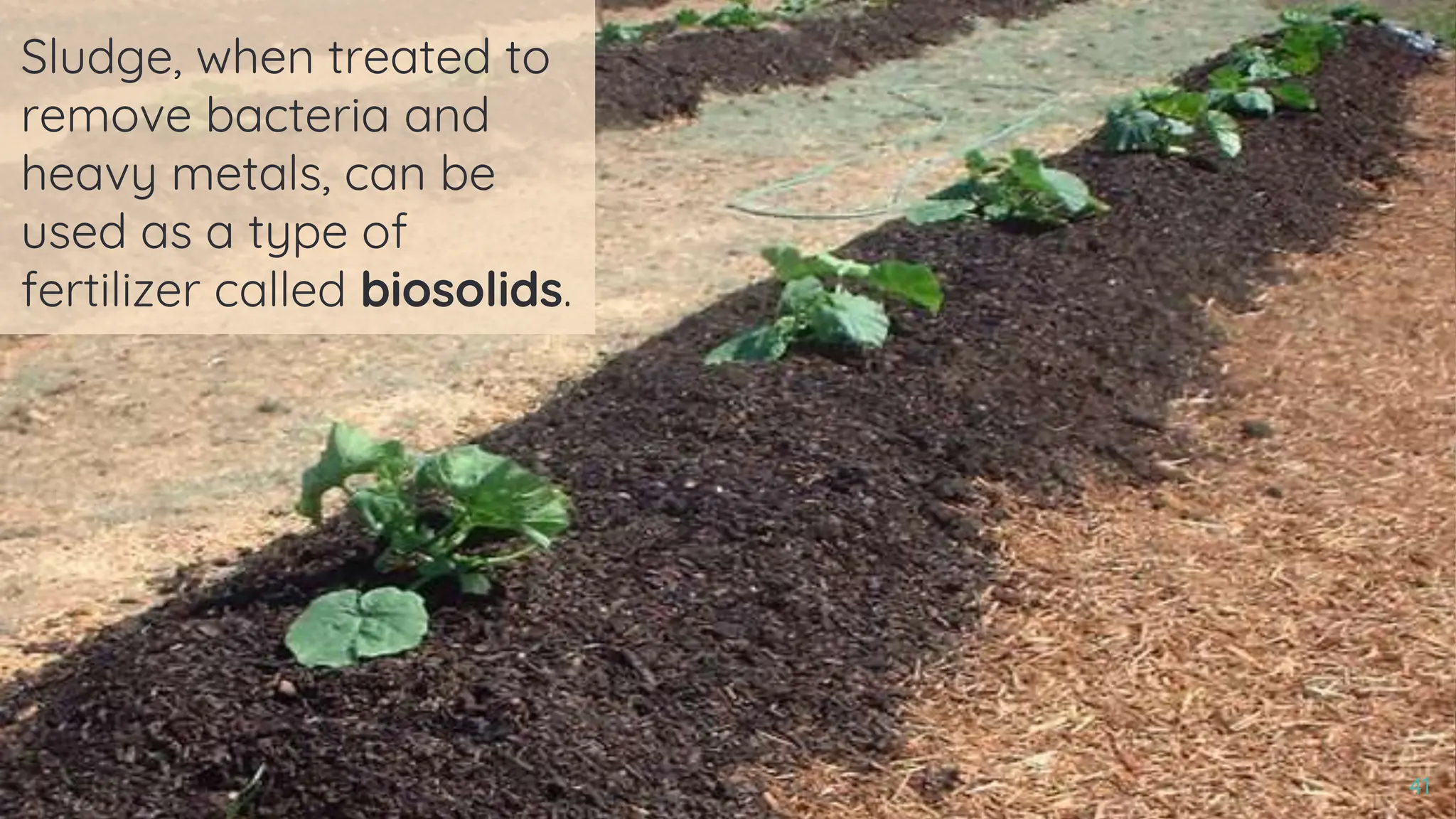 Waste Management and Effects of waste pollution (1).pptx