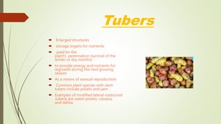 Waste utilization from tuber processing industry | PPT