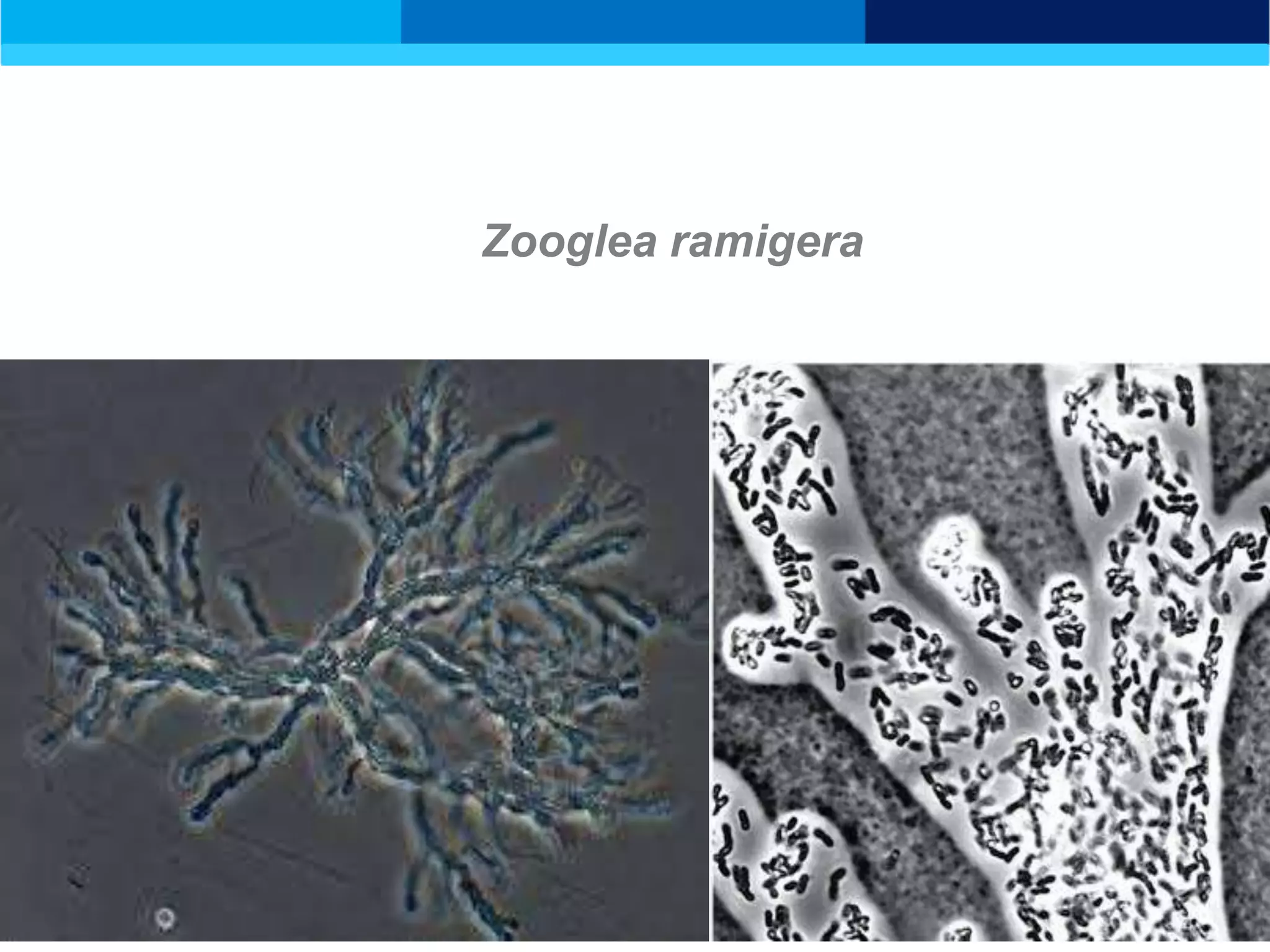 Wastewater microorganisms | PPTX