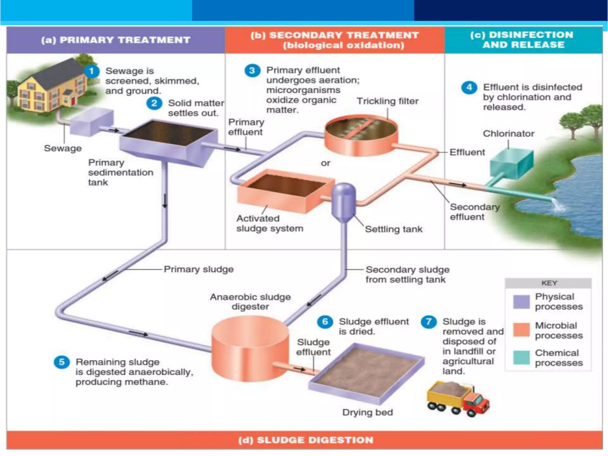 Wastewater microorganisms | PPTX