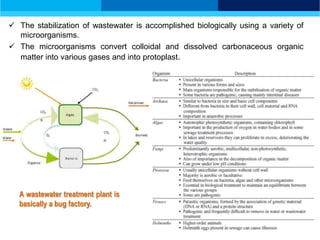 Wastewater microorganisms | PPTX