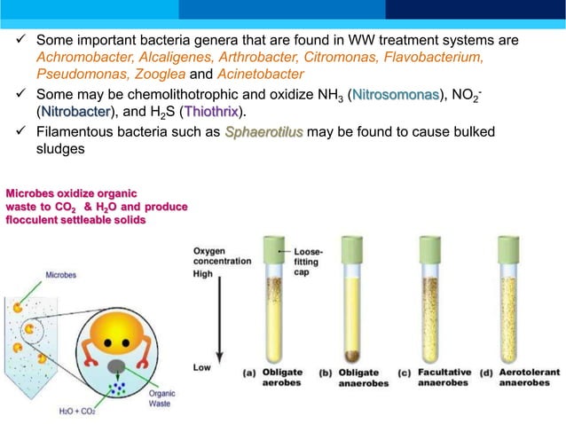 Wastewater microorganisms | PPTX