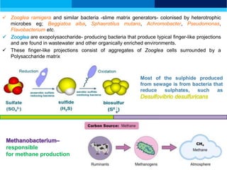 Wastewater microorganisms | PPTX