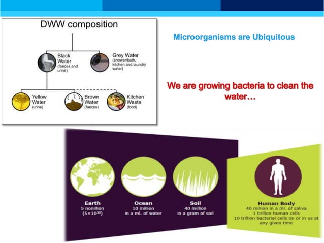 Wastewater microorganisms | PPTX